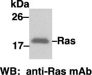 Anti- Ras Mouse Monoclonal Antibody 单克隆抗体