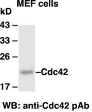 Anti- Cdc42 Rabbit Polyclonal Antibody