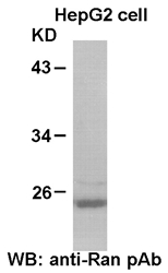 Anti- Ran Rabbit Polyclonal Antibody