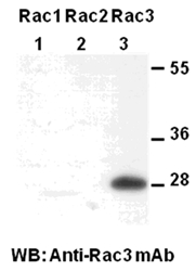 Anti-Rac3 Mouse Monoclonal Antibody