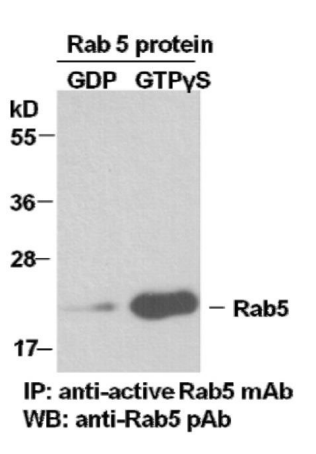 Rab5 Activation Assay Kit